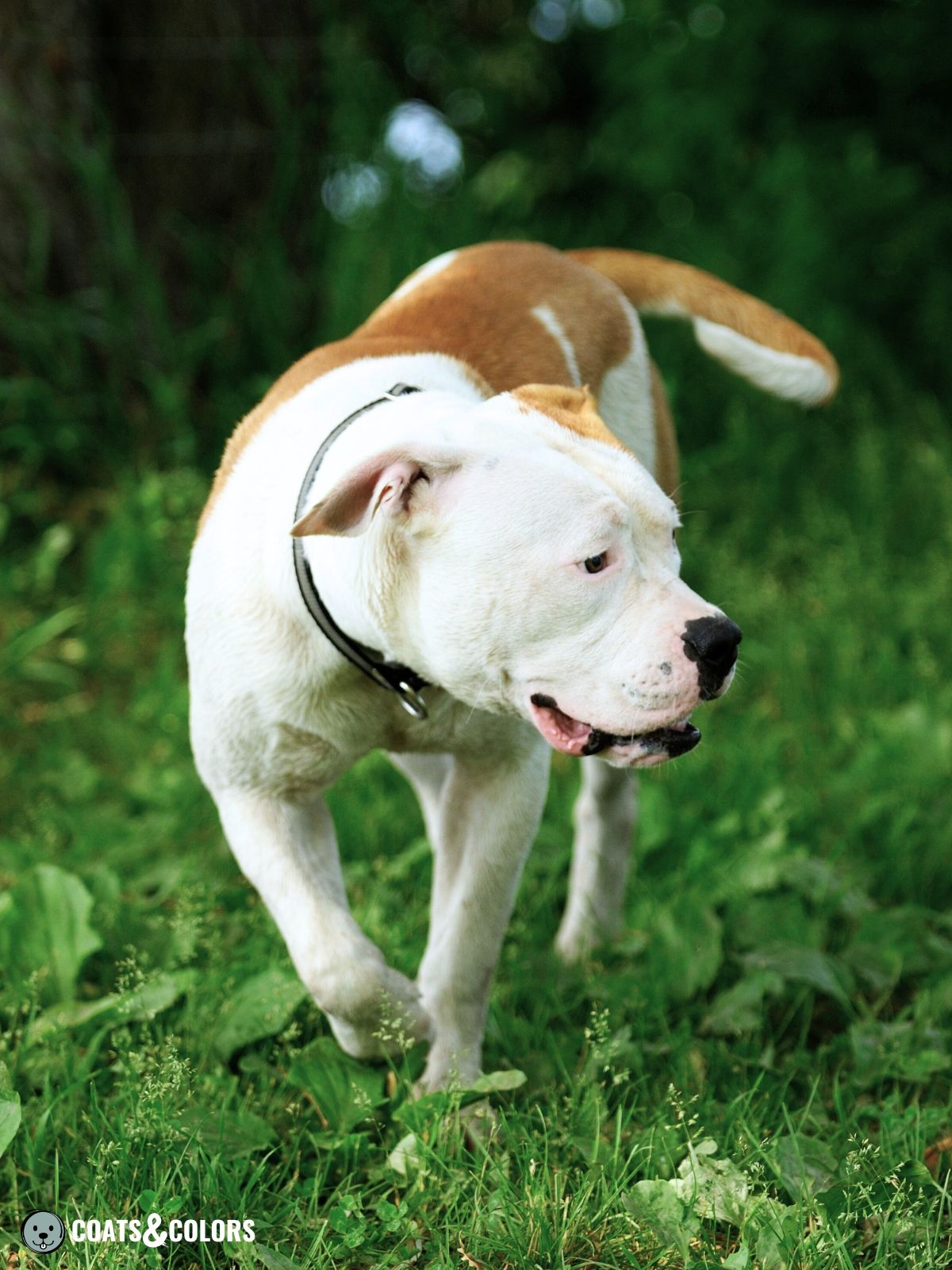 American Bulldog Coat Colors | Coats and Colors