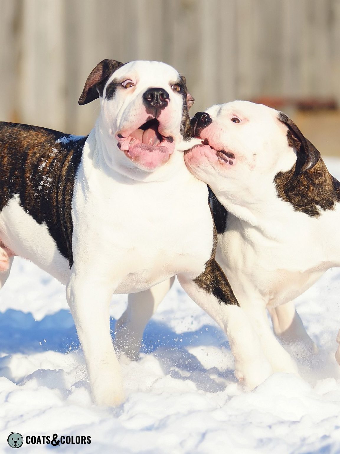 American Bulldog Coat Colors | Coats and Colors