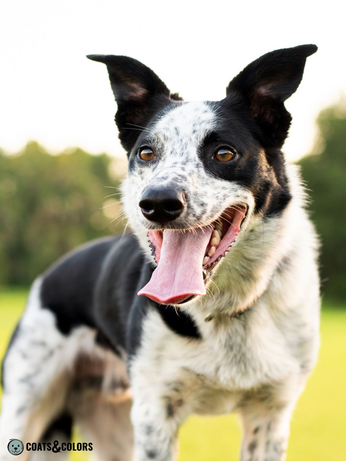 Ticking vs. Merle: What's The Difference? | Coats and Colors