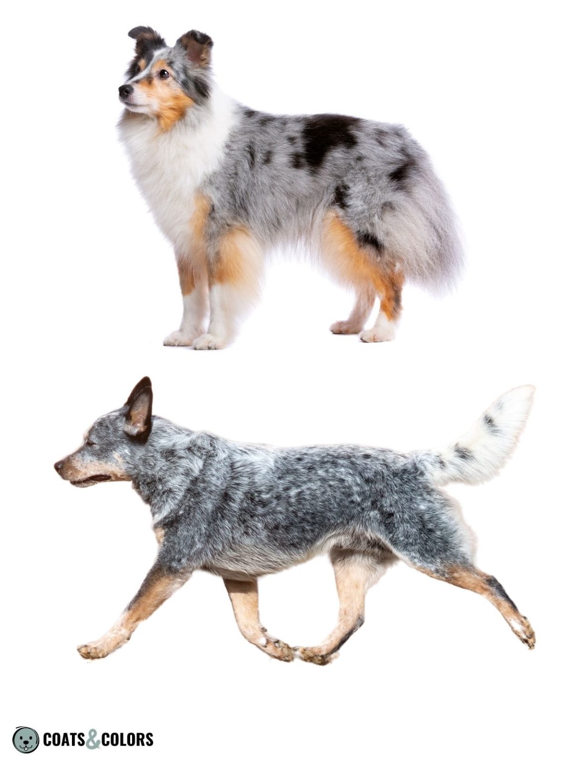 Ticking vs. Merle: What's The Difference? | Coats and Colors