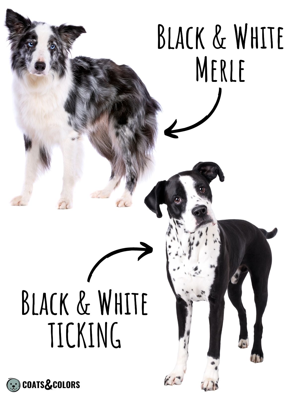 Ticking vs. Merle: What's The Difference? | Coats and Colors
