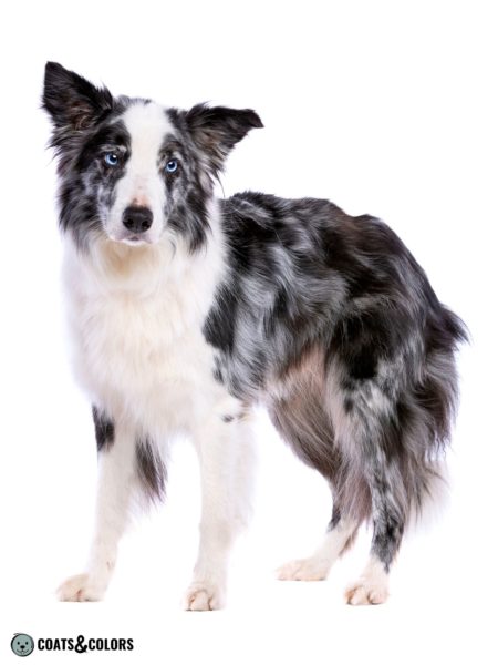 Ticking vs. Merle: What's The Difference? | Coats and Colors