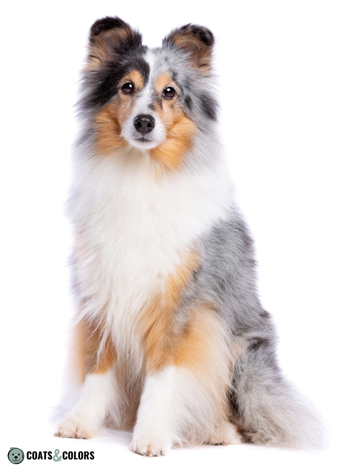 Ticking vs. Merle: What's The Difference? | Coats and Colors