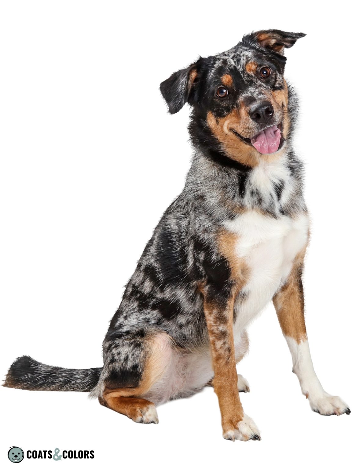 Ticking vs. Merle: What's The Difference? | Coats and Colors