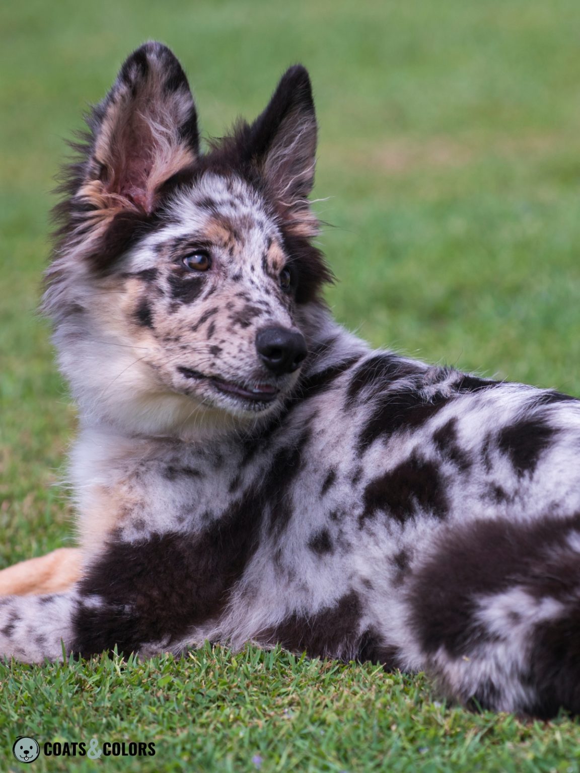 Ticking vs. Merle: What's The Difference? | Coats and Colors