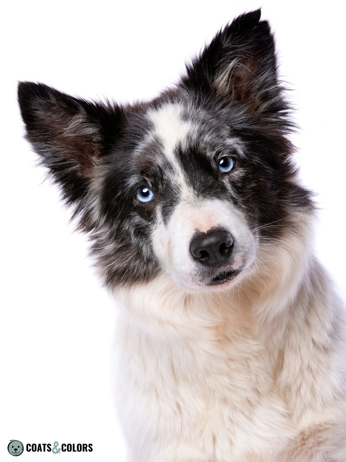 Ticking vs. Merle: What's The Difference? | Coats and Colors