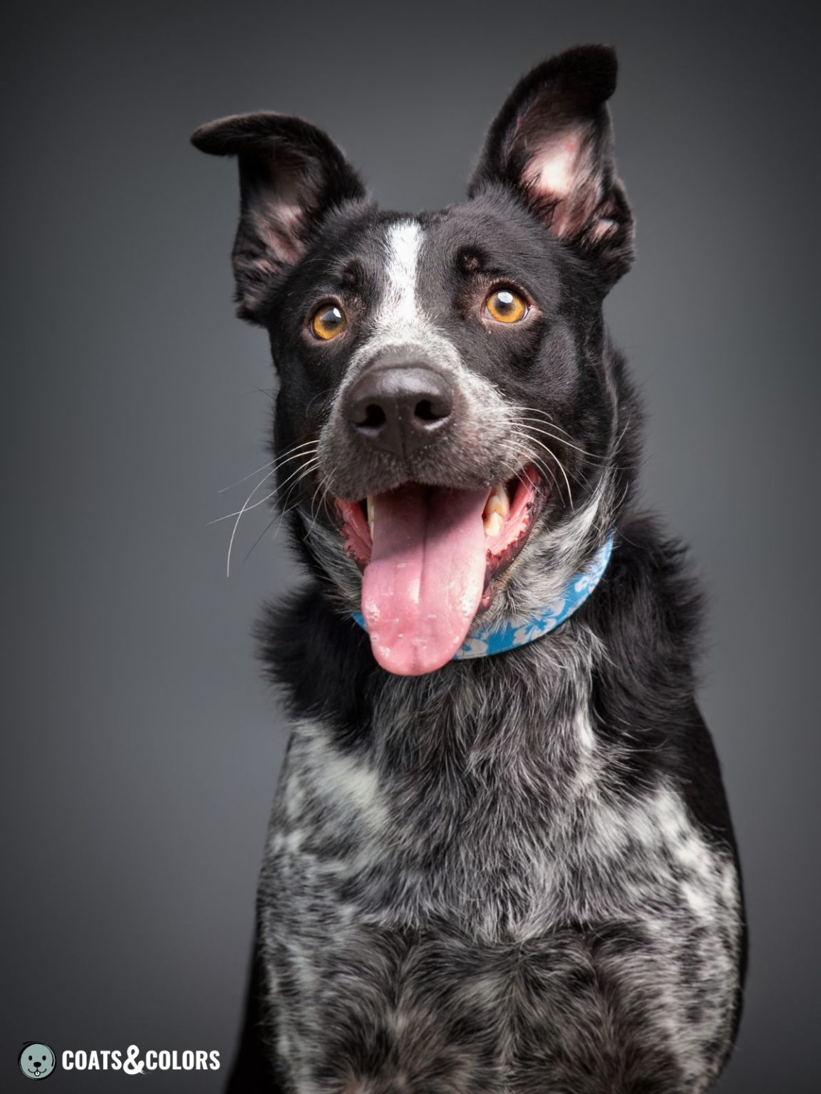 Ticking vs. Merle: What's The Difference? | Coats and Colors