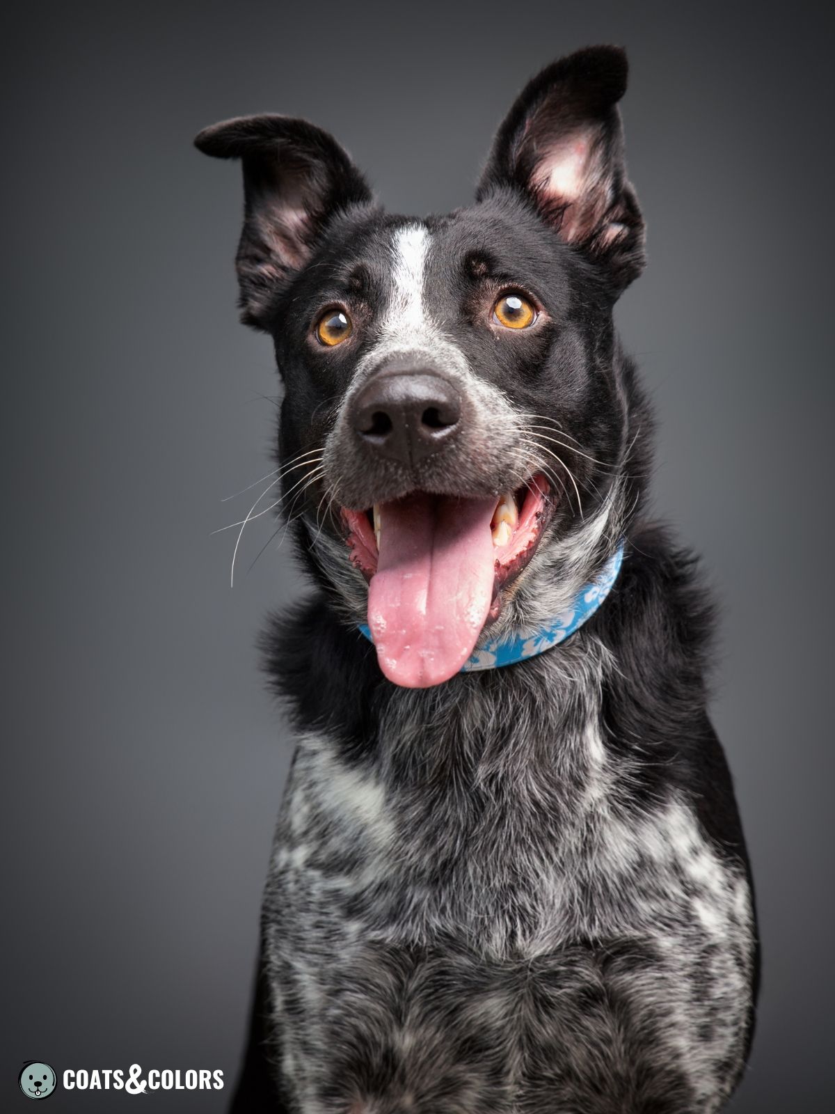 Ticking vs. Merle: What's The Difference? | Coats and Colors