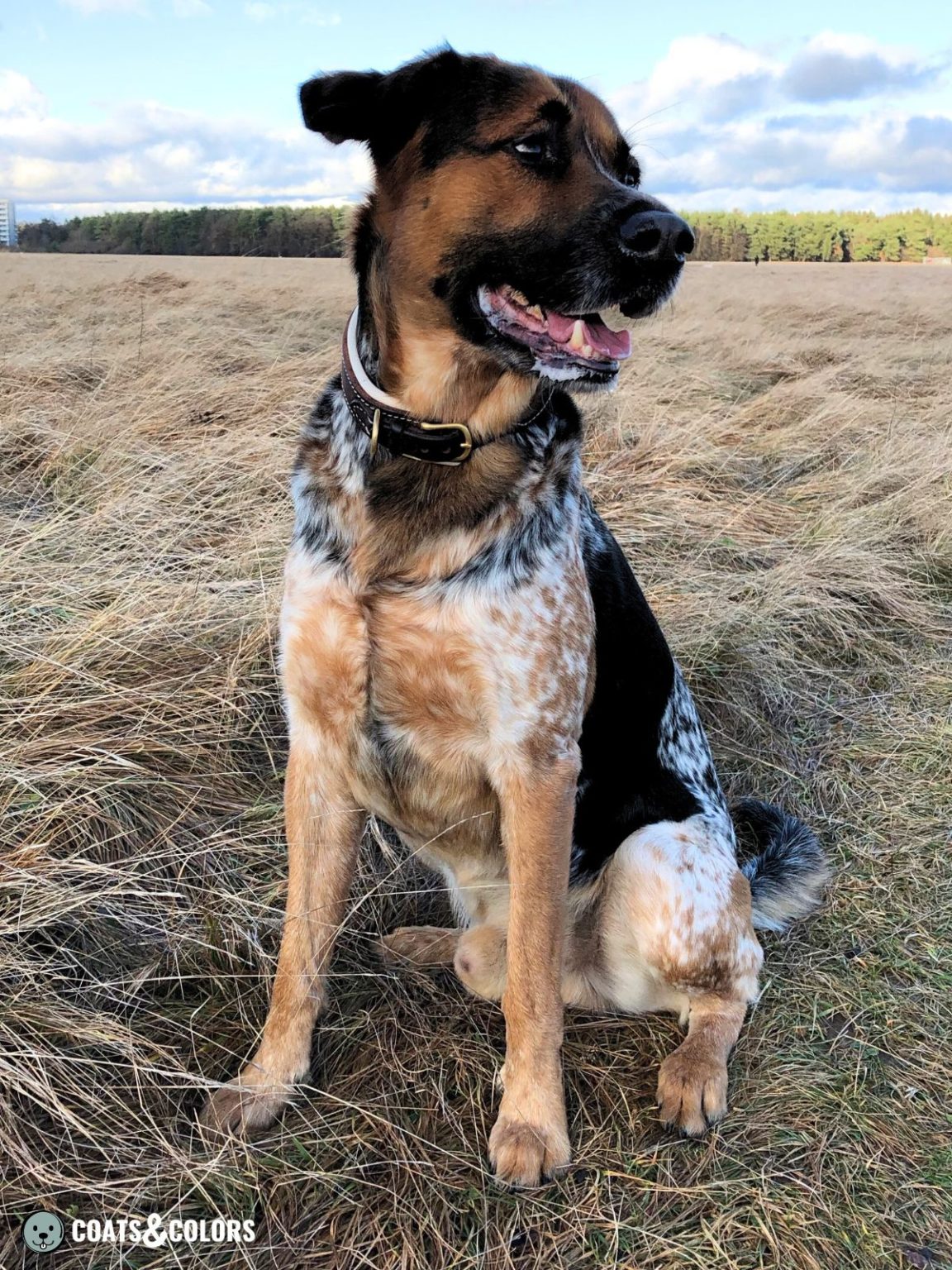 Ticking vs. Merle: What's The Difference? | Coats and Colors