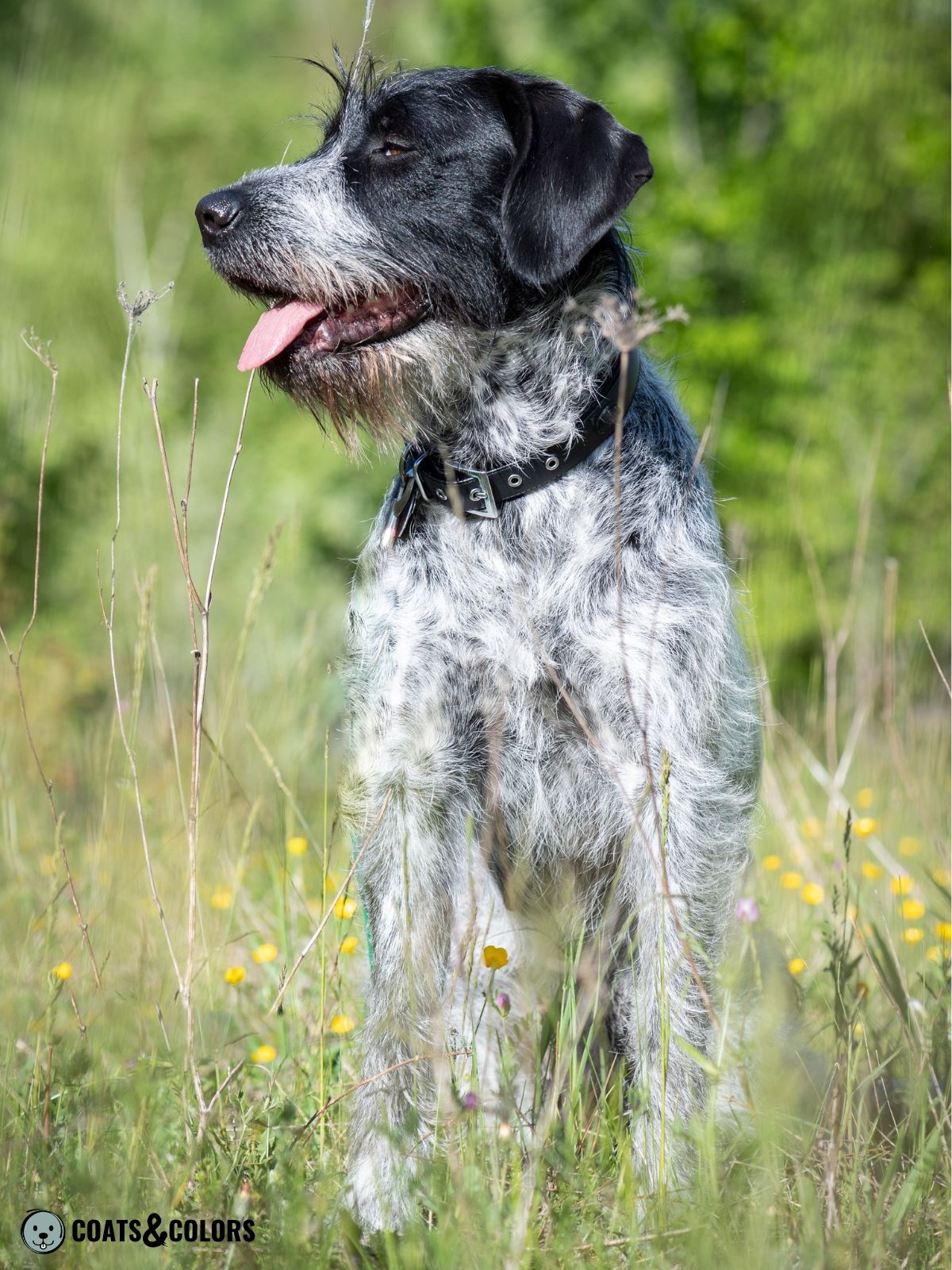 Ticking vs. Merle: What's The Difference? | Coats and Colors