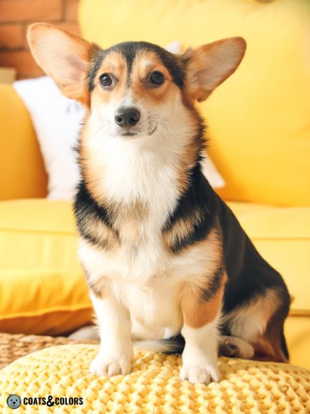 Pembroke Welsh Corgi Coat Colors | Coats and Colors