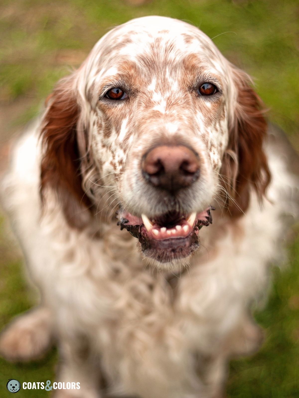 Ticking vs. Merle: What's The Difference? | Coats and Colors