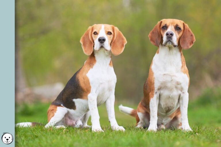 Beagle Coat Colors | Coats and Colors