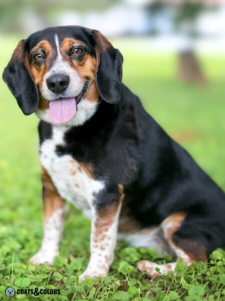 Beagle Coat Colors | Coats and Colors