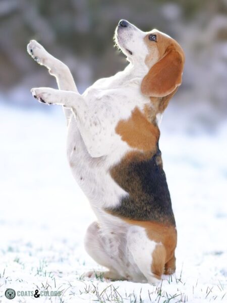 Beagle Coat Colors | Coats and Colors