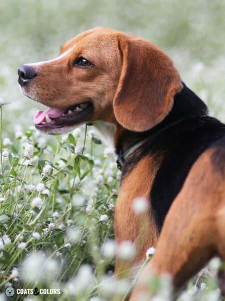 Beagle Coat Colors | Coats and Colors