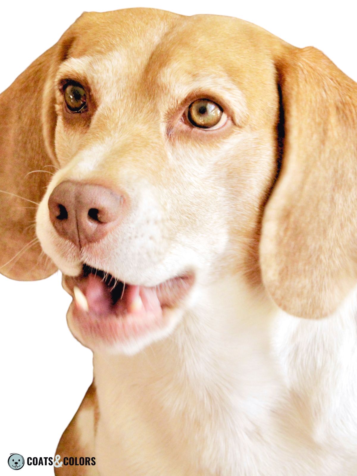 Beagle Coat Colors | Coats and Colors