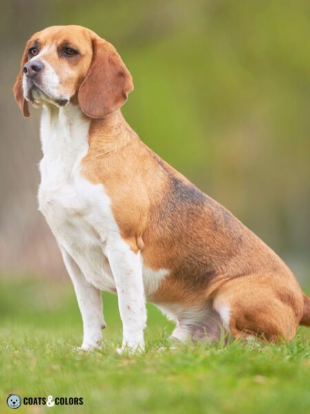 Beagle Coat Colors | Coats and Colors