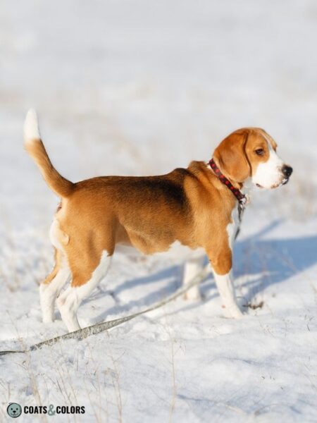 Beagle Coat Colors | Coats and Colors