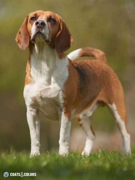 Beagle Coat Colors | Coats and Colors