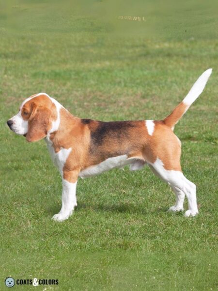 Beagle Coat Colors | Coats and Colors