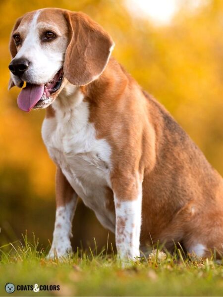 Beagle Coat Colors | Coats and Colors