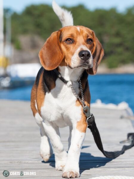 Beagle Coat Colors | Coats and Colors