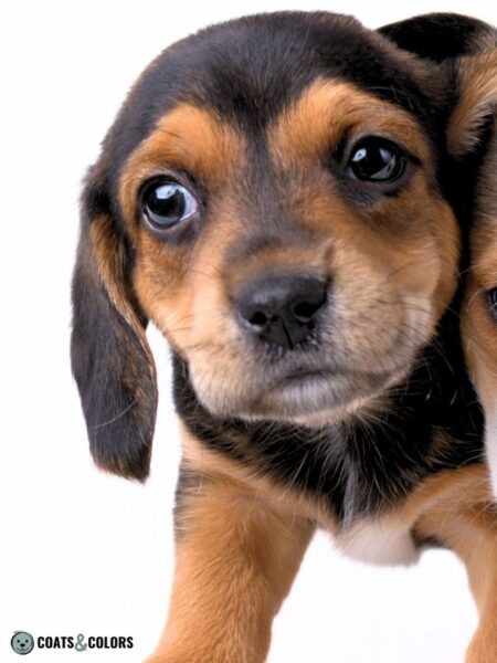 Beagle Coat Colors | Coats and Colors