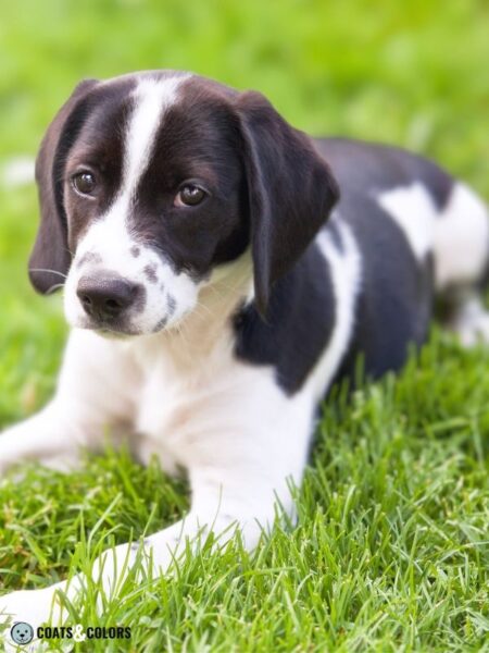 Beagle Coat Colors | Coats and Colors