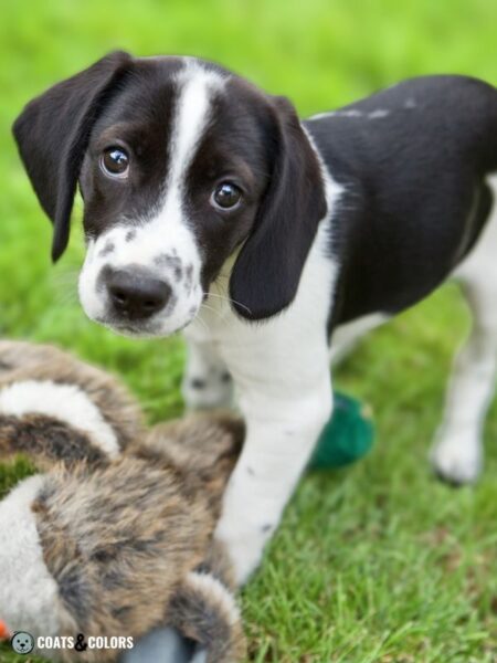 Beagle Coat Colors | Coats and Colors