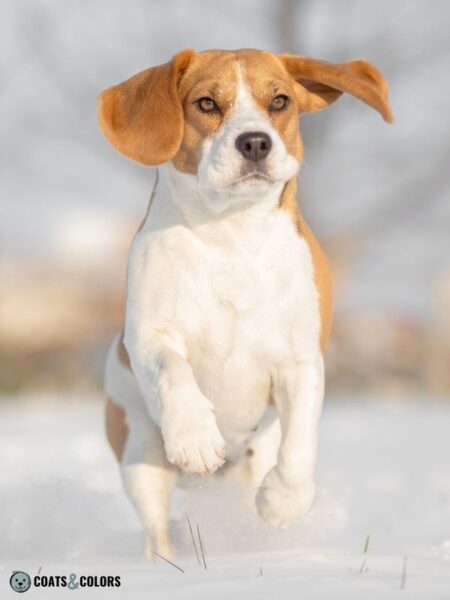 Beagle Coat Colors | Coats and Colors