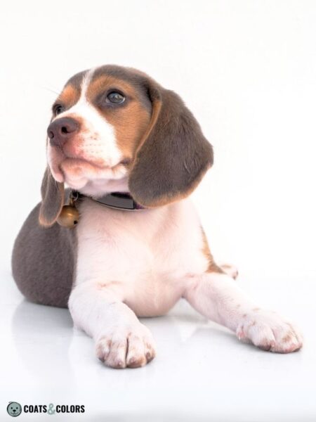 Beagle Coat Colors | Coats and Colors