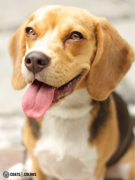 Beagle Coat Colors | Coats and Colors