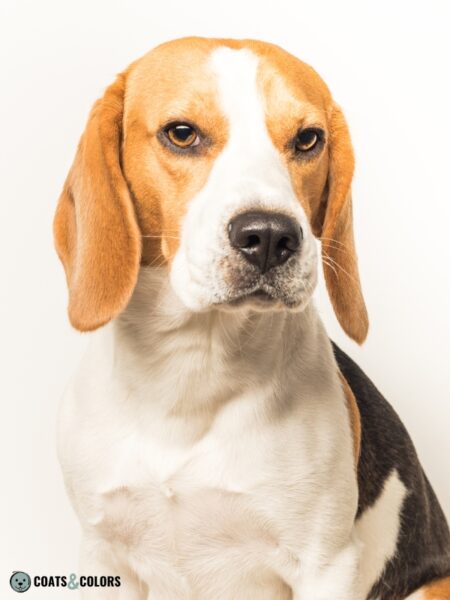 Beagle Coat Colors | Coats and Colors