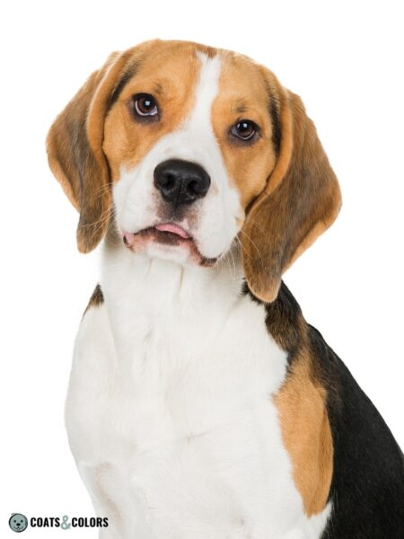 Beagle Coat Colors | Coats and Colors
