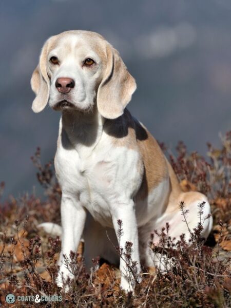 Beagle Coat Colors | Coats and Colors