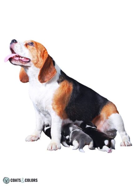Beagle Coat Colors | Coats and Colors