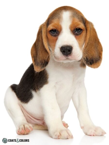 Beagle Coat Colors | Coats and Colors