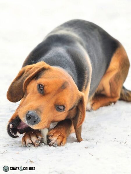 Beagle Coat Colors | Coats and Colors