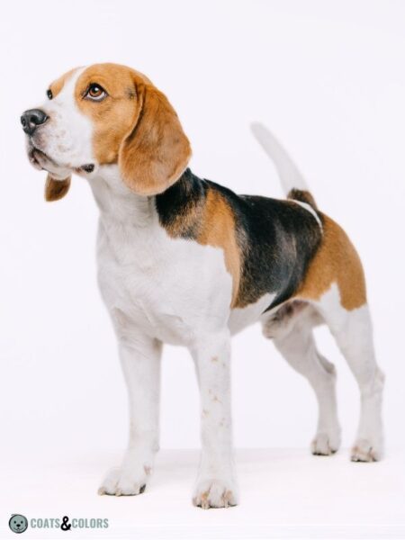 Beagle Coat Colors | Coats and Colors