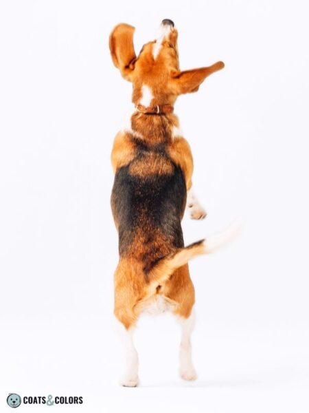 Beagle Coat Colors | Coats and Colors