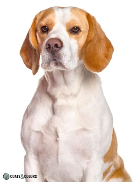 Beagle Coat Colors | Coats and Colors