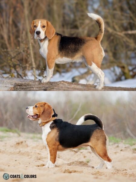 Beagle Coat Colors | Coats and Colors