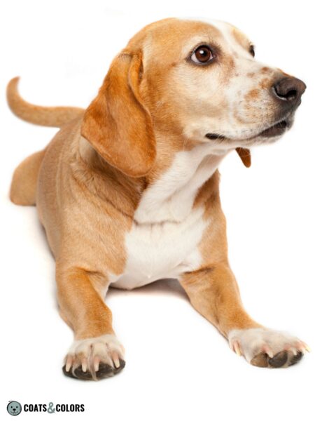 Beagle Coat Colors | Coats and Colors