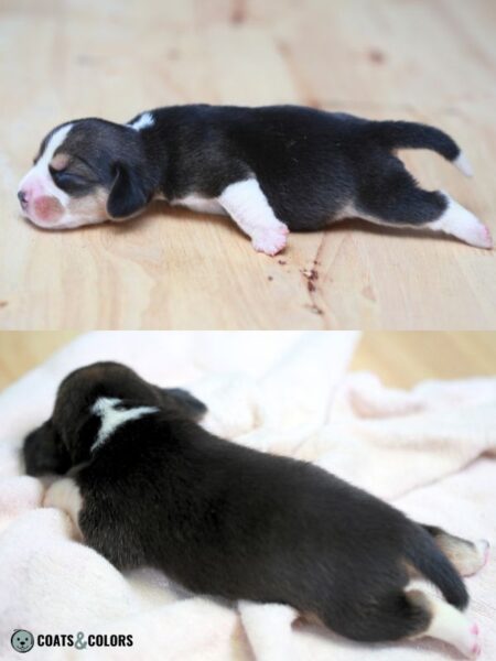 Beagle Coat Colors | Coats and Colors