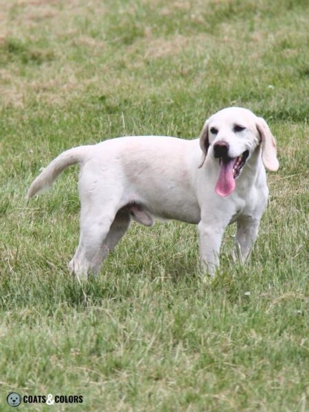 Beagle Coat Colors | Coats and Colors