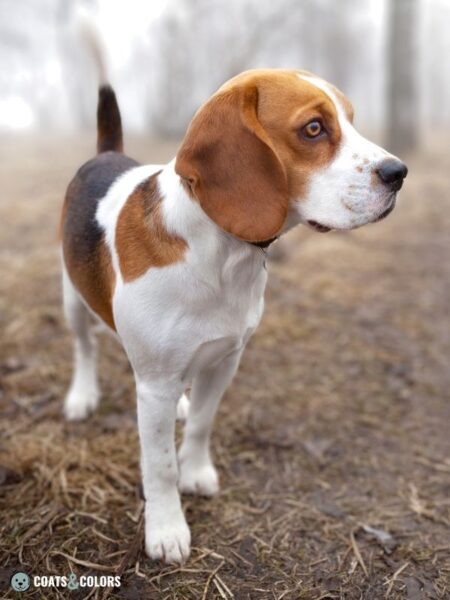 Beagle Coat Colors | Coats and Colors