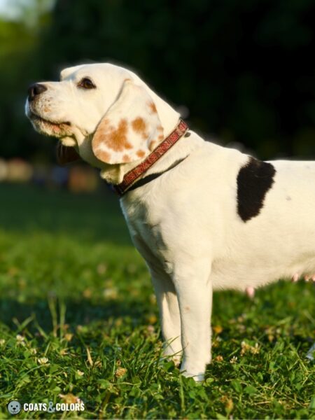 Beagle Coat Colors | Coats and Colors