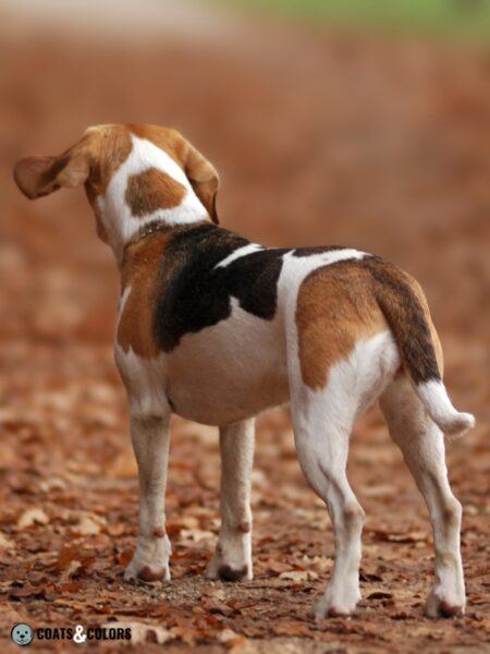 Beagle Coat Colors | Coats and Colors