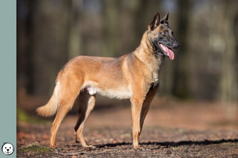 Belgian Malinois Coat Colors | Coats and Colors